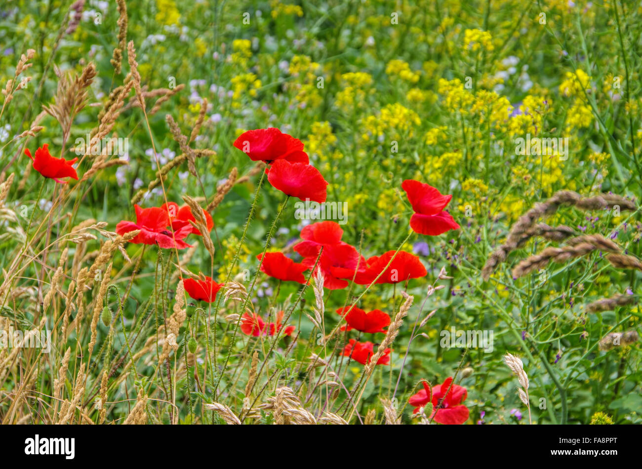 Klatschmohn detail hi-res stock photography and images - Alamy
