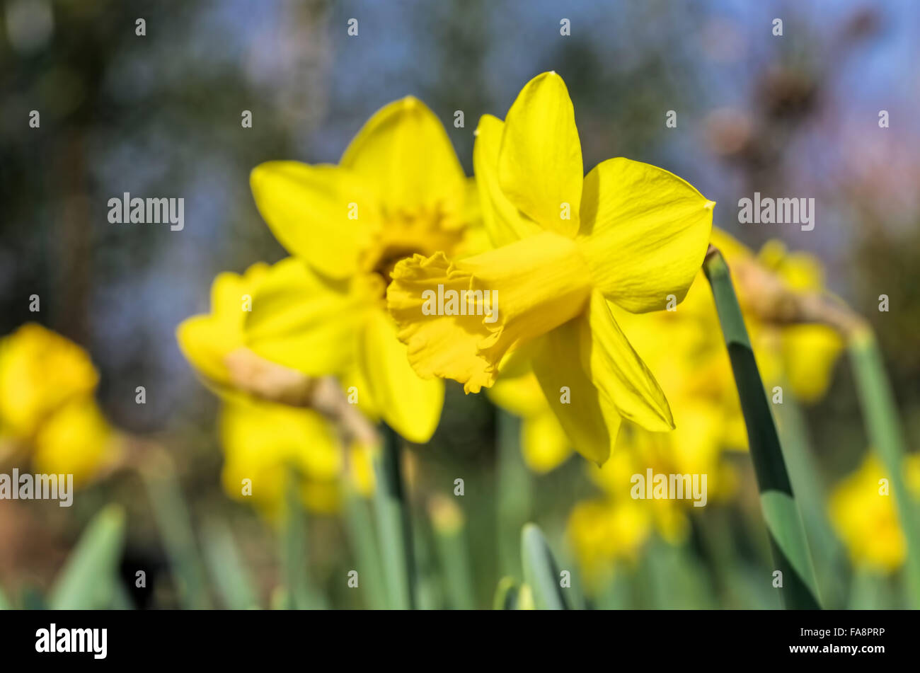 Osterglocke - daffodil 24 Stock Photo - Alamy