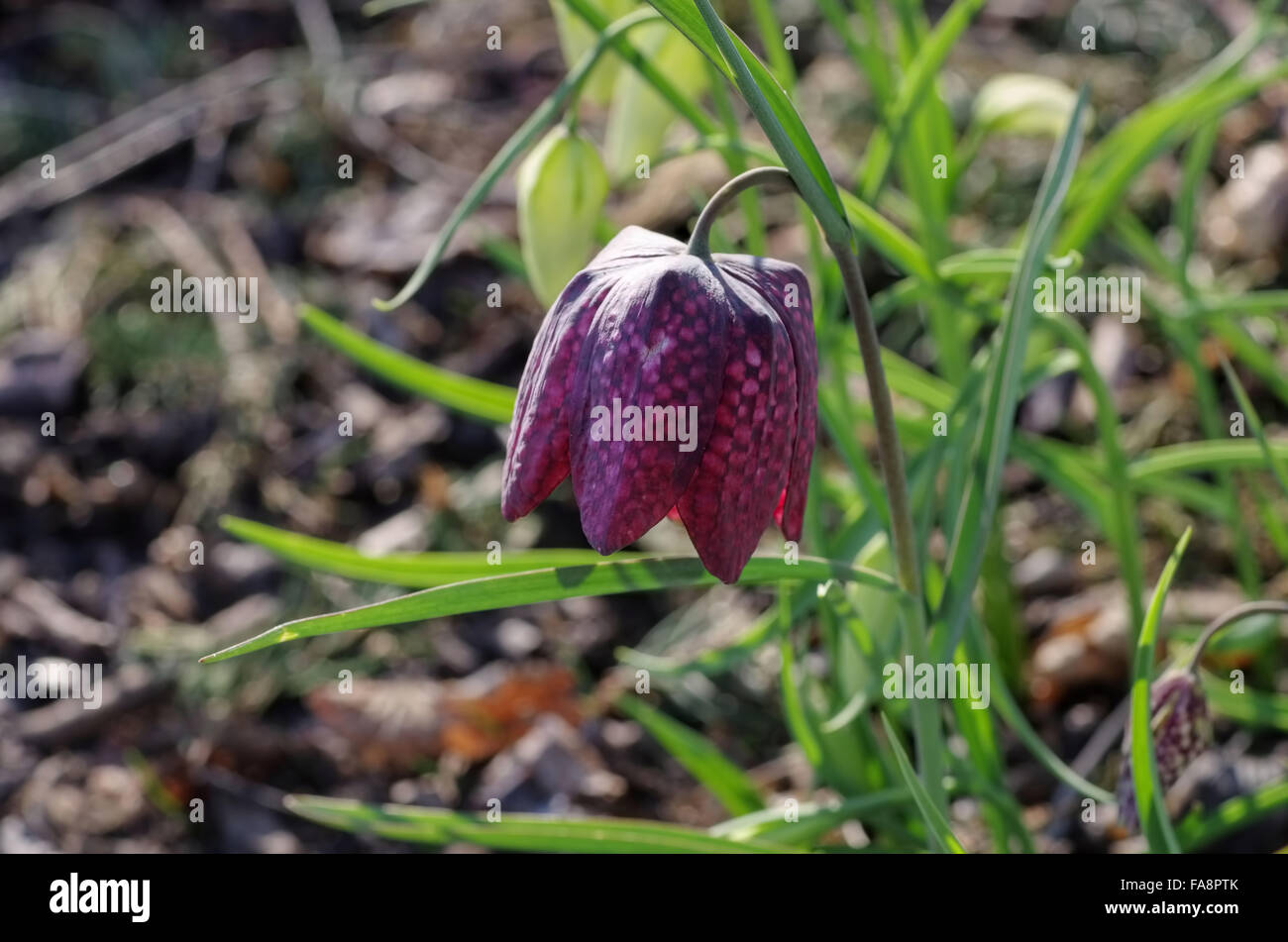 Schachblume - Chess Flower 06 Stock Photo - Alamy