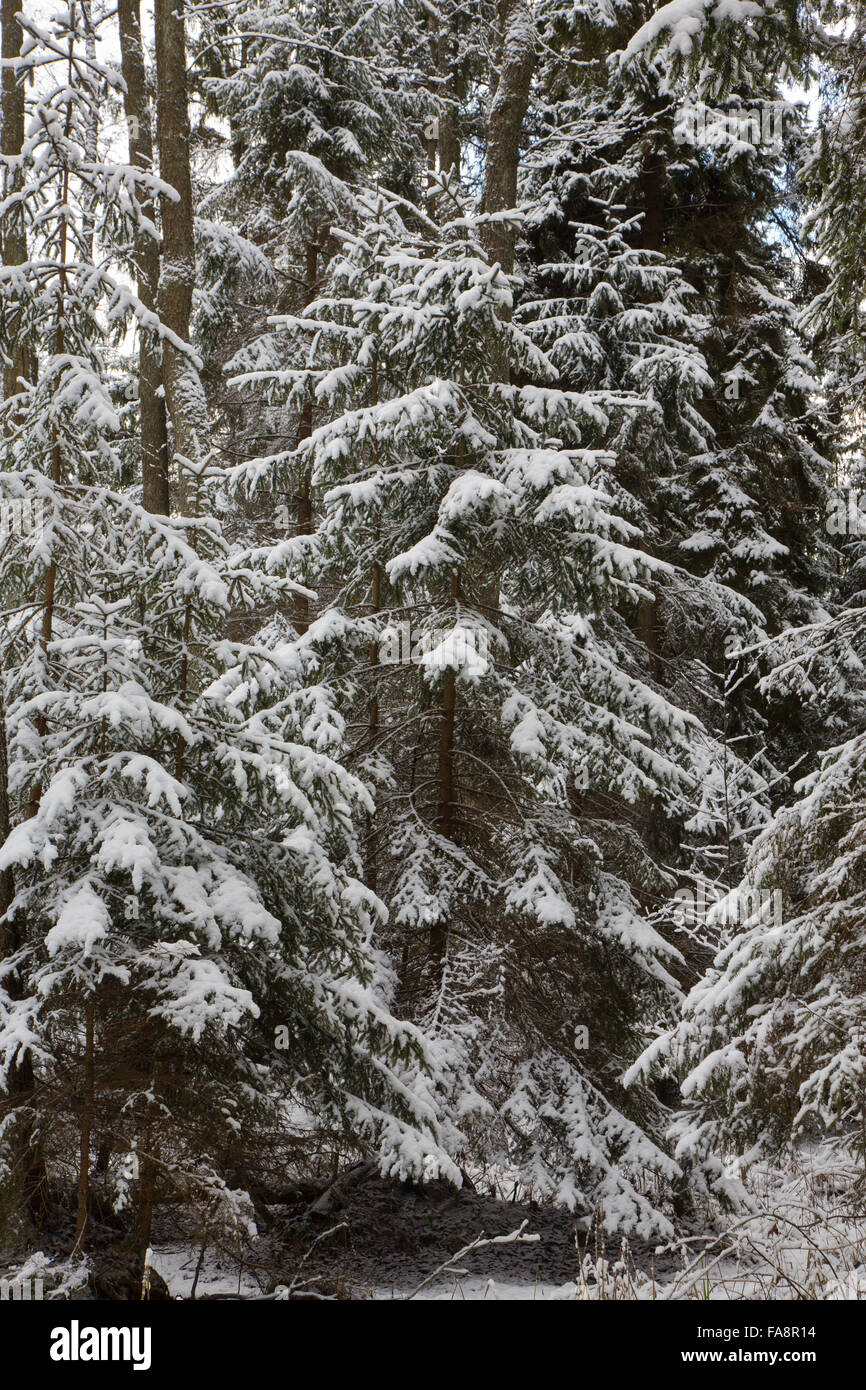 Winter landscape of natural forest with juvenile spruce trees snow ...