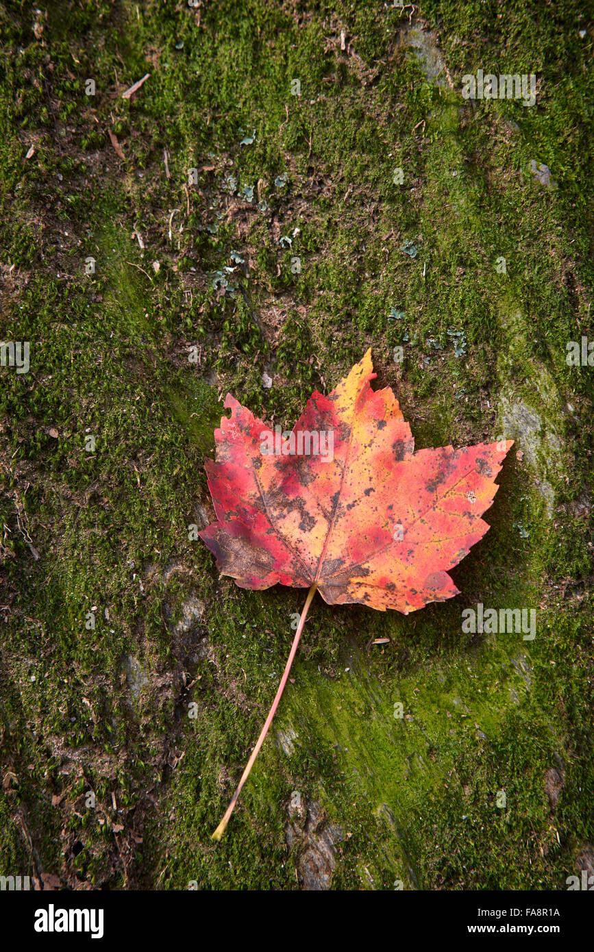 Moss rock hi-res stock photography and images - Alamy