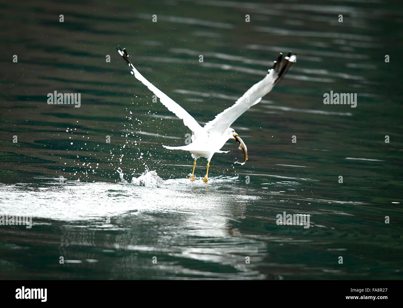 Seagull catches fish Stock Photo - Alamy