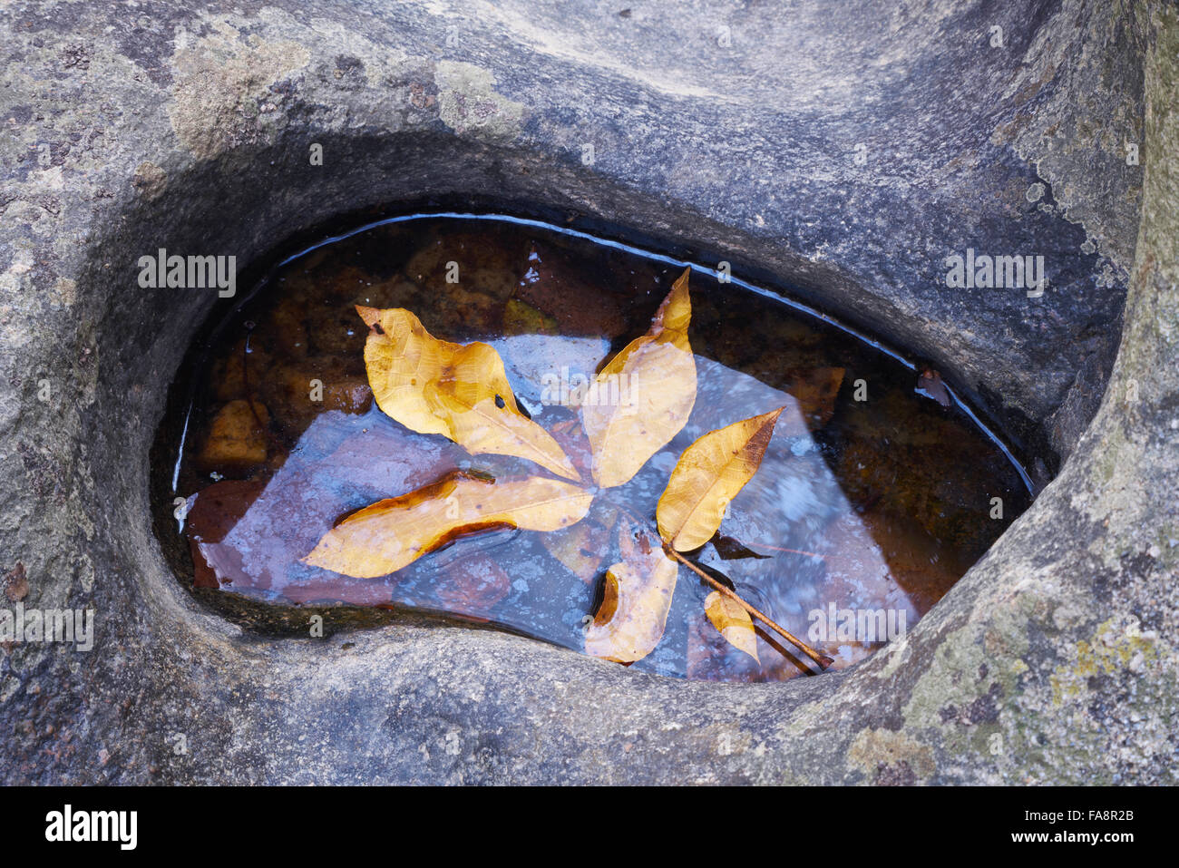 Autumn leaf in a small pool along the Middle Patuxent River in Howard ...