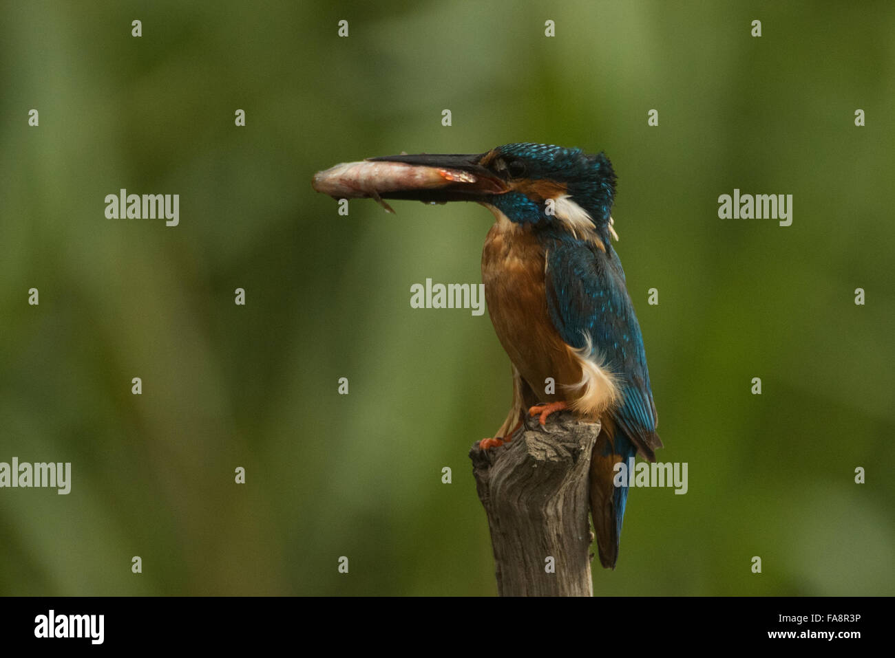 Kingfisher with fish in mouth in Rainham Marshes (Essex Stock Photo - Alamy