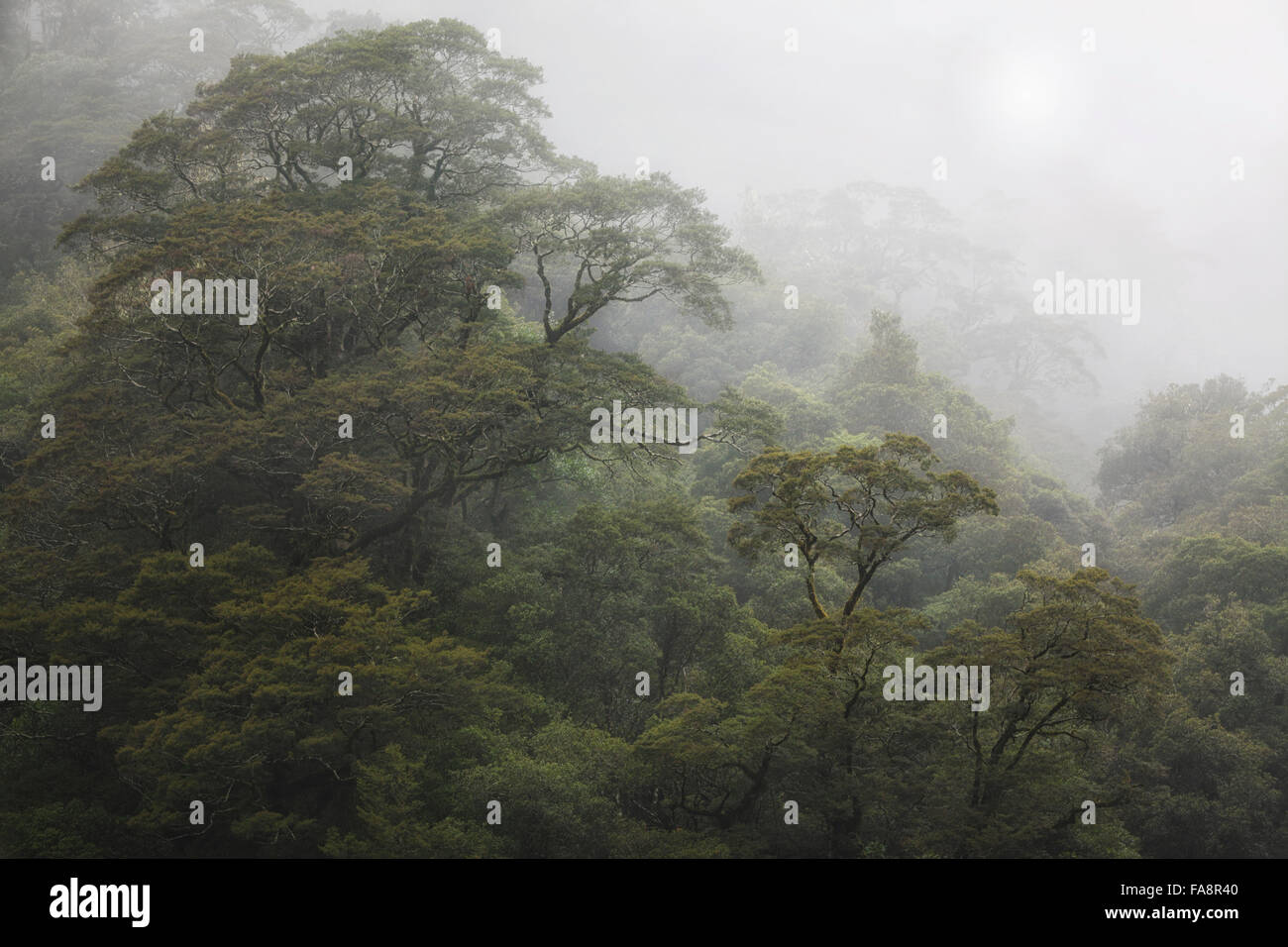 Faint sun shines through thick fog over Milford Sound in New Zealand ...