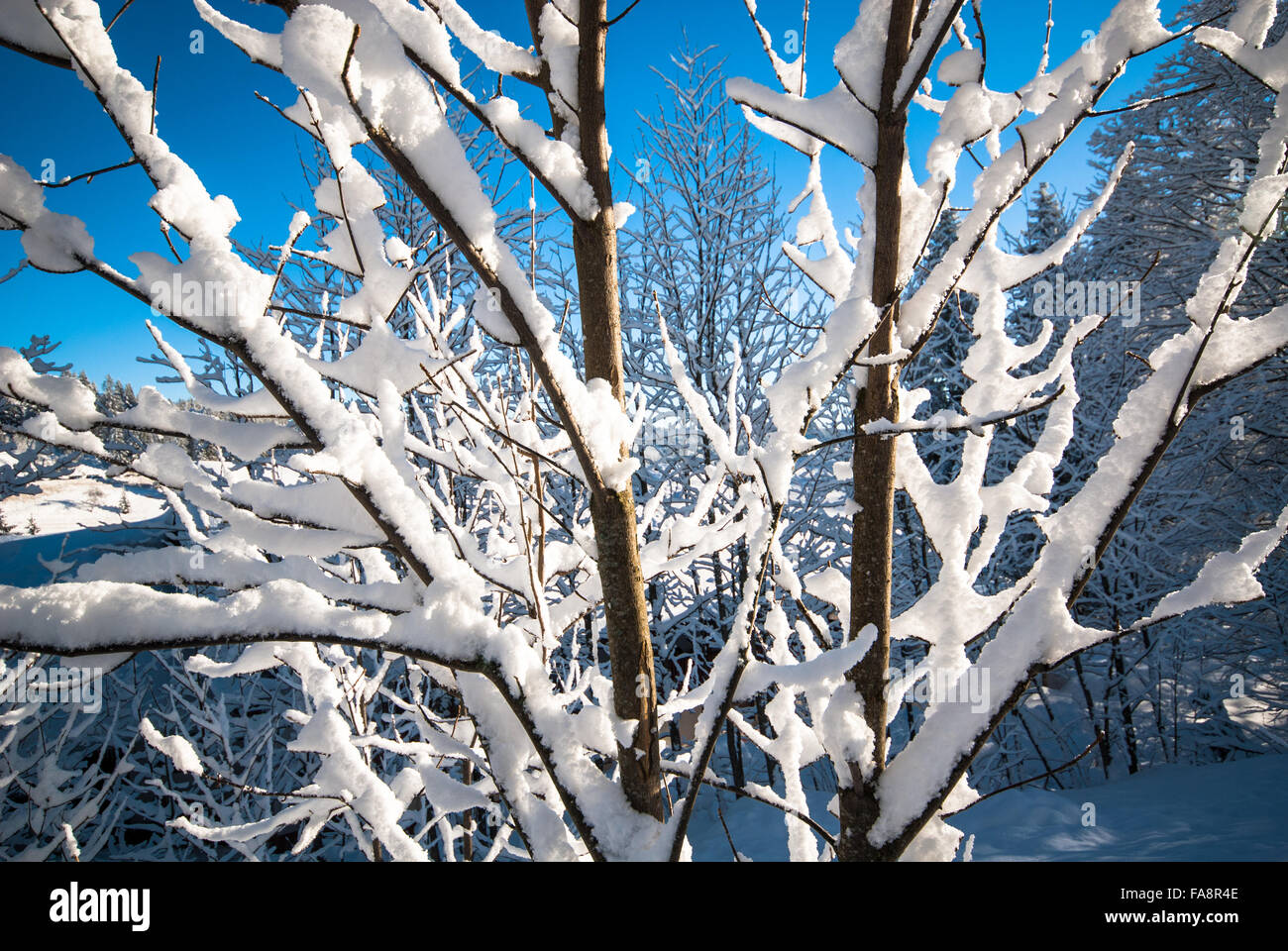 snow covered winter landscape in feldberg in southern germany Stock ...