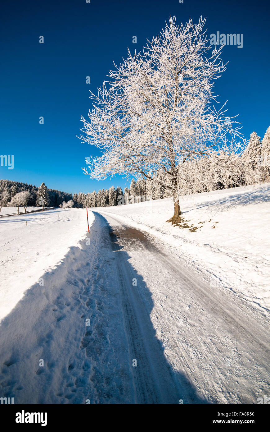 snow covered winter landscape in feldberg in southern germany Stock ...