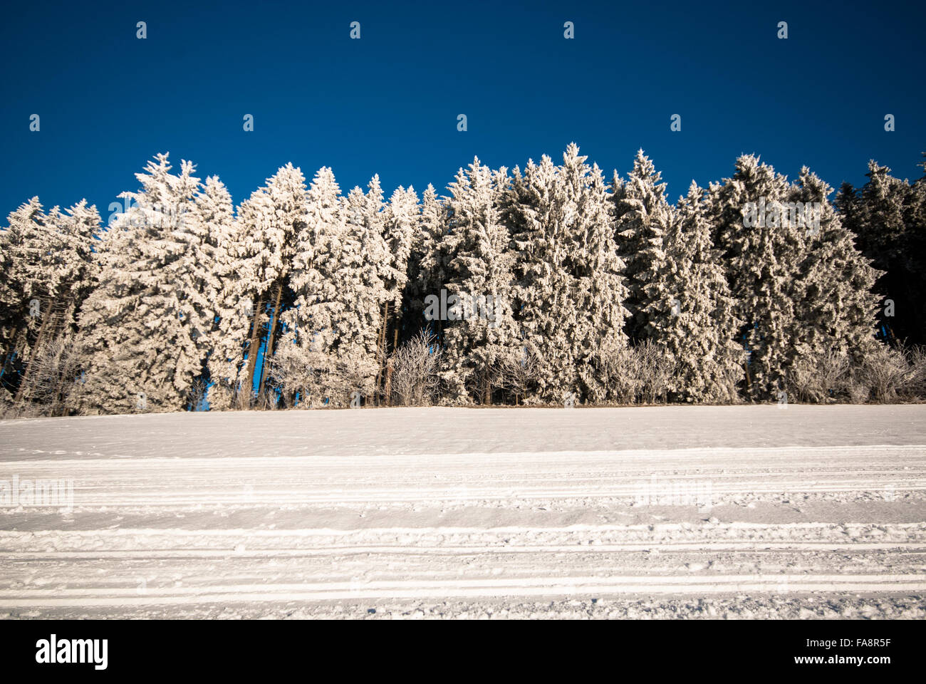 trees covered with snow against blue sky Stock Photo - Alamy
