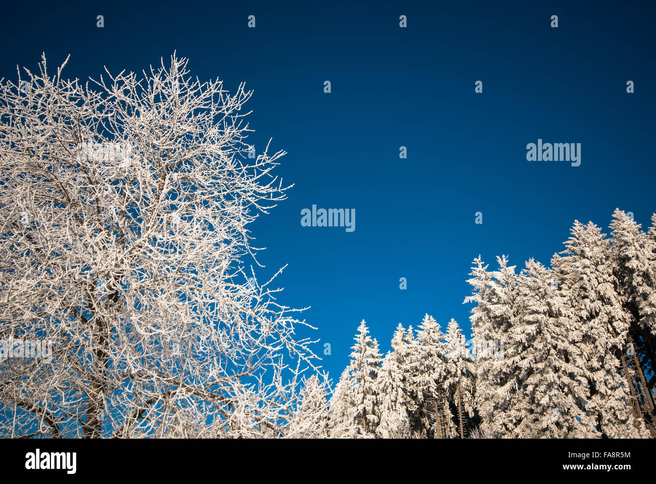 trees covered with snow against blue sky Stock Photo - Alamy