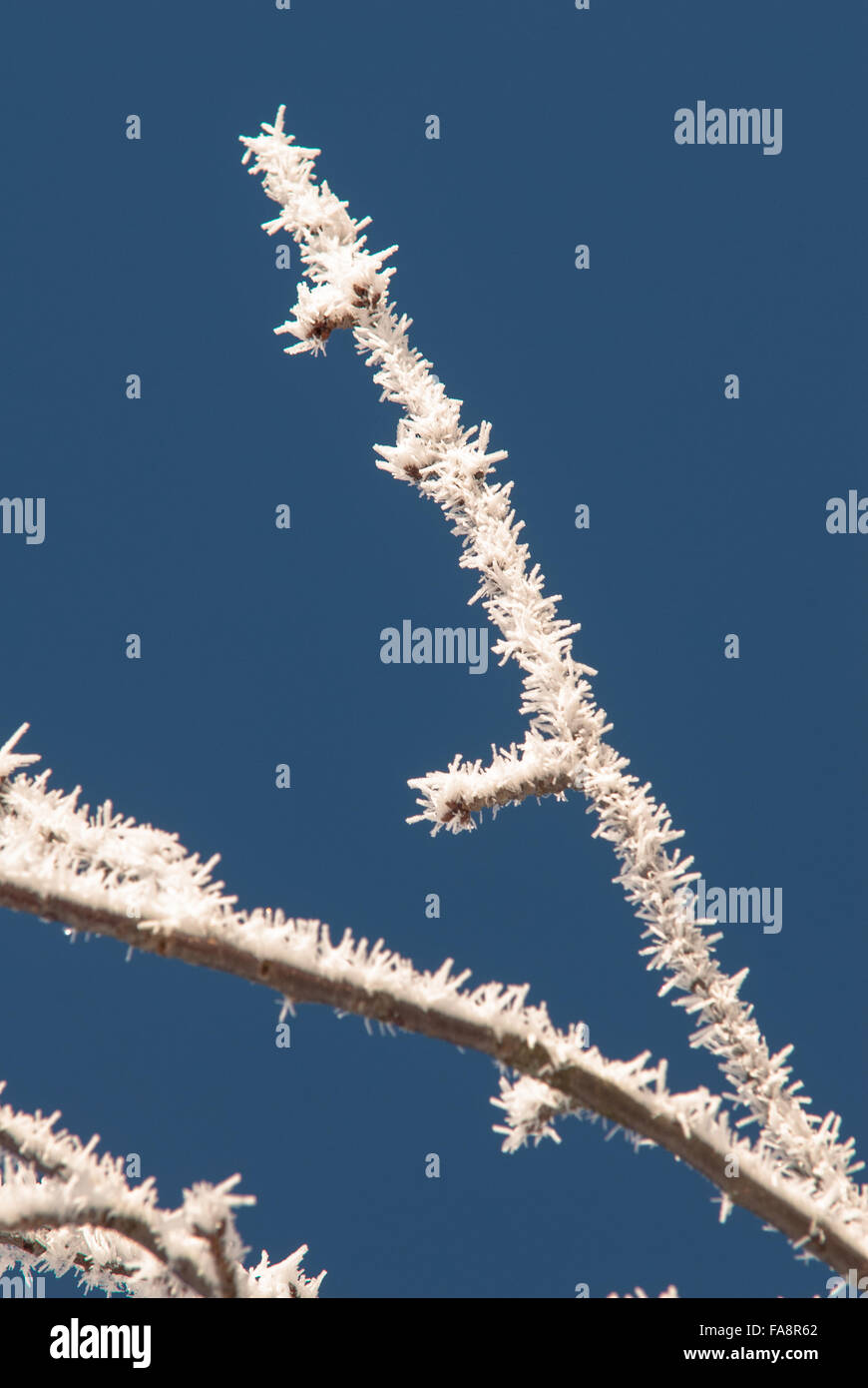 Frost covered branch spruce hi-res stock photography and images - Alamy