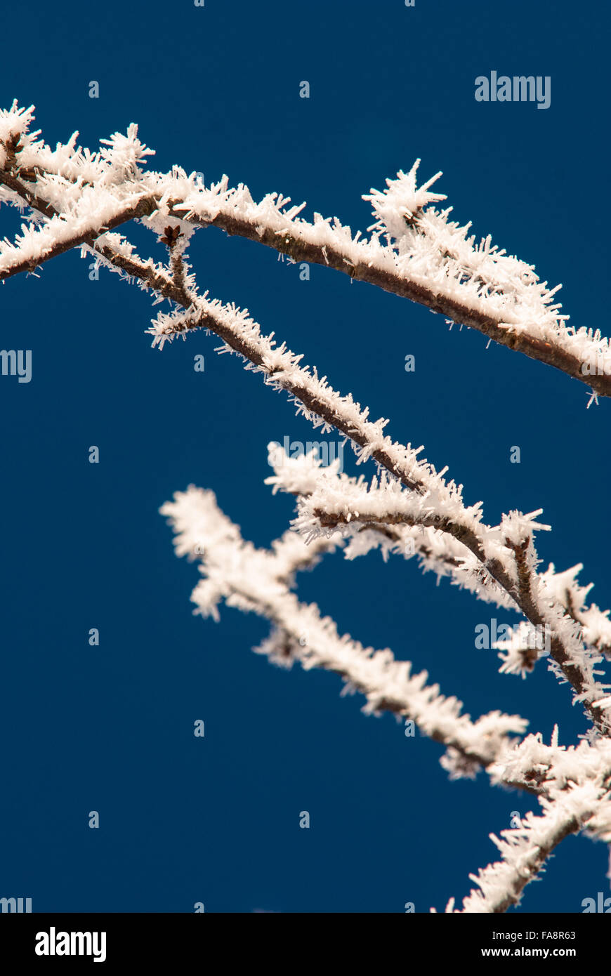 branch covered with snow against blue sky Stock Photo - Alamy