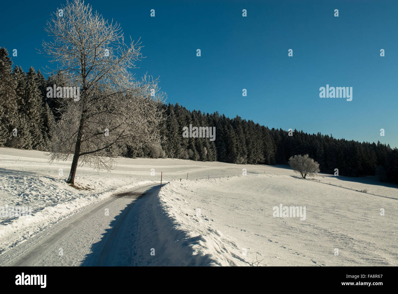 snow covered winter landscape in feldberg in southern germany Stock ...