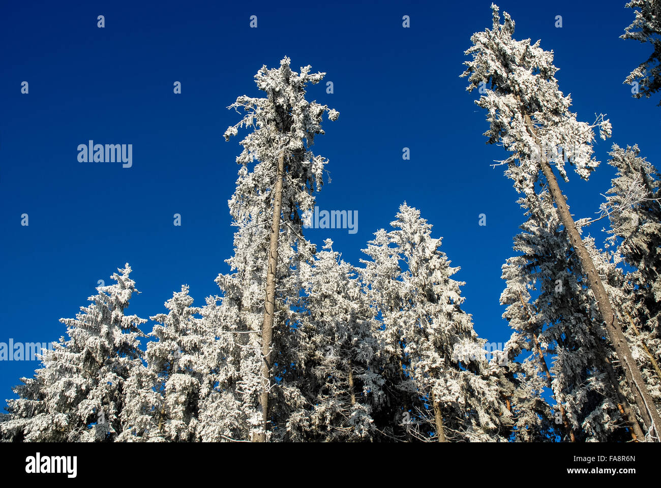 snow covered winter landscape in feldberg in southern germany Stock ...
