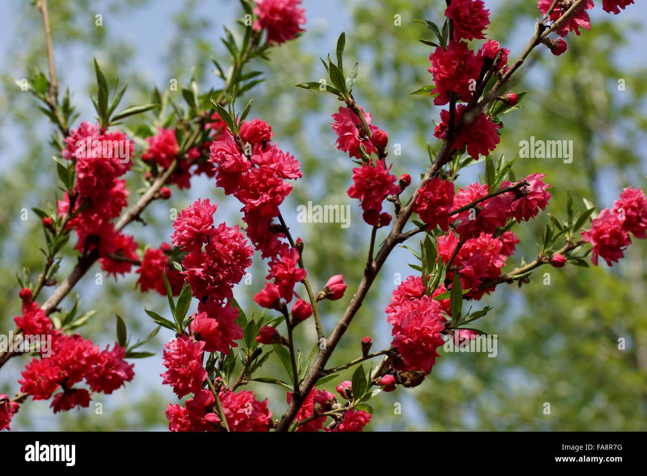 Red sakura hi-res stock photography and images - Alamy
