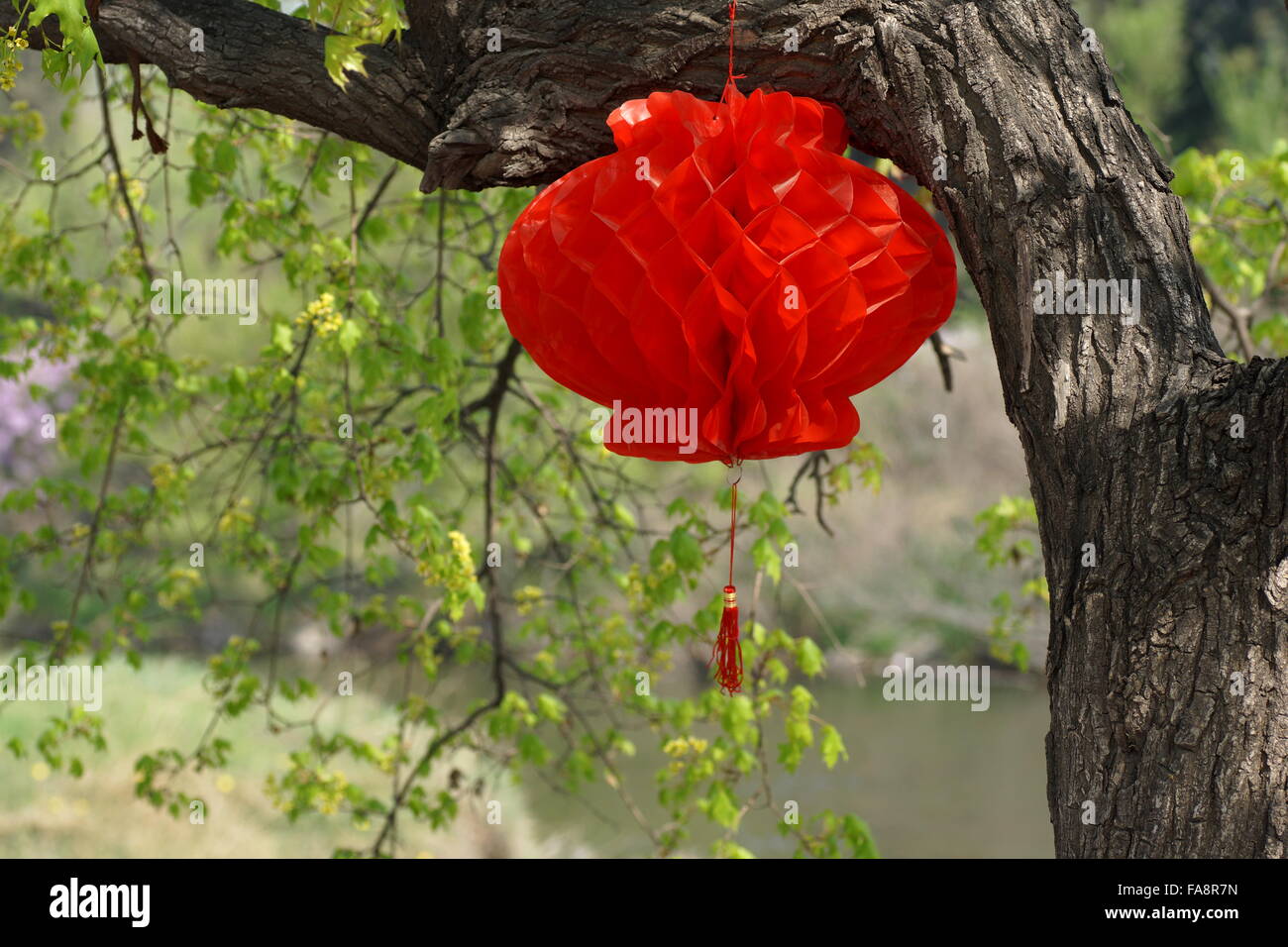 Chinese red maple tree hi-res stock photography and images - Alamy