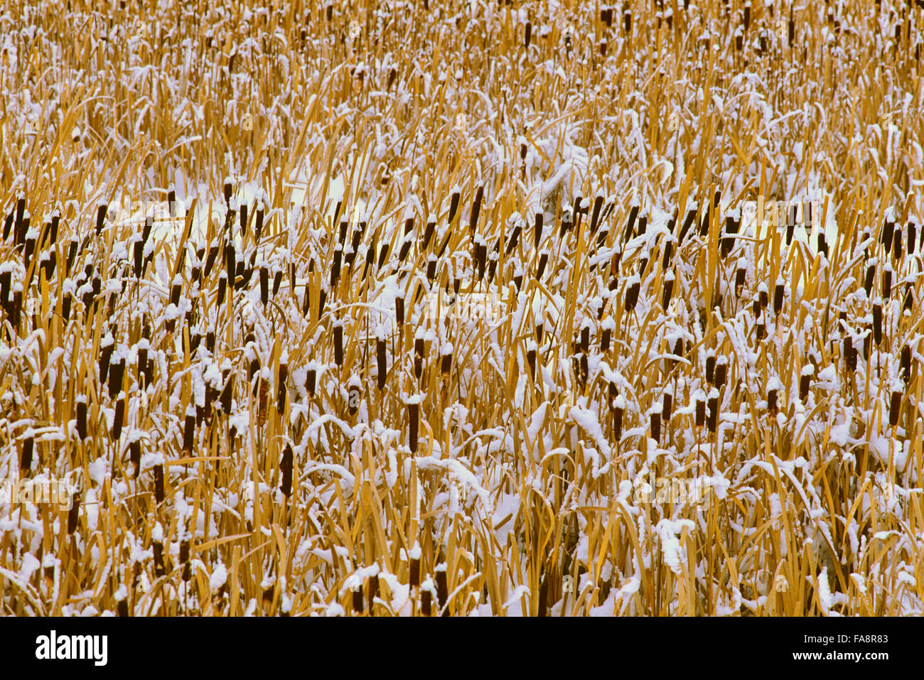 Winter in Jasper National Park, Canada Stock Photo - Alamy