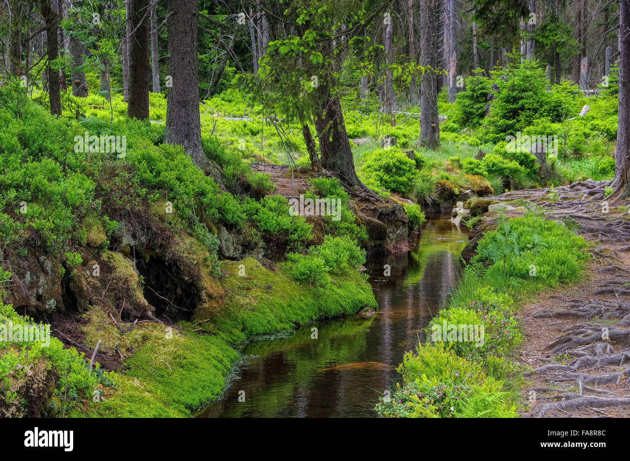 Mountain swamp hi-res stock photography and images - Alamy