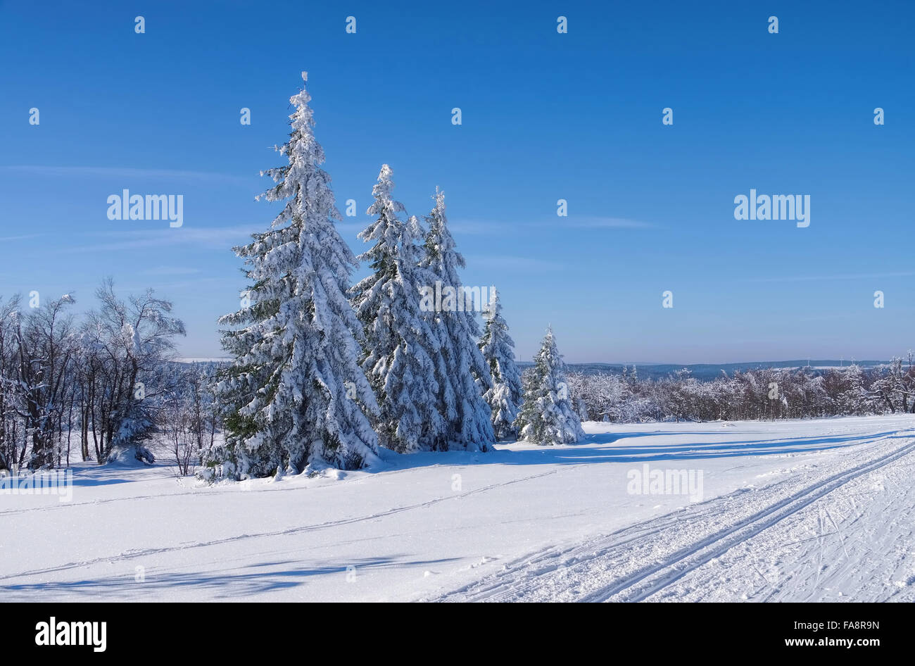 Landscape winter spruce forest hi-res stock photography and images - Alamy