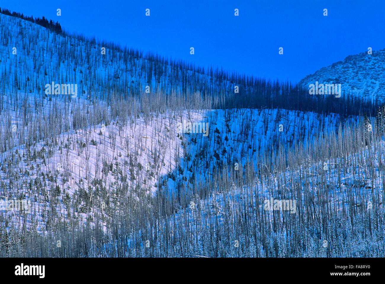 Winter in Jasper National Park, Canada Stock Photo - Alamy