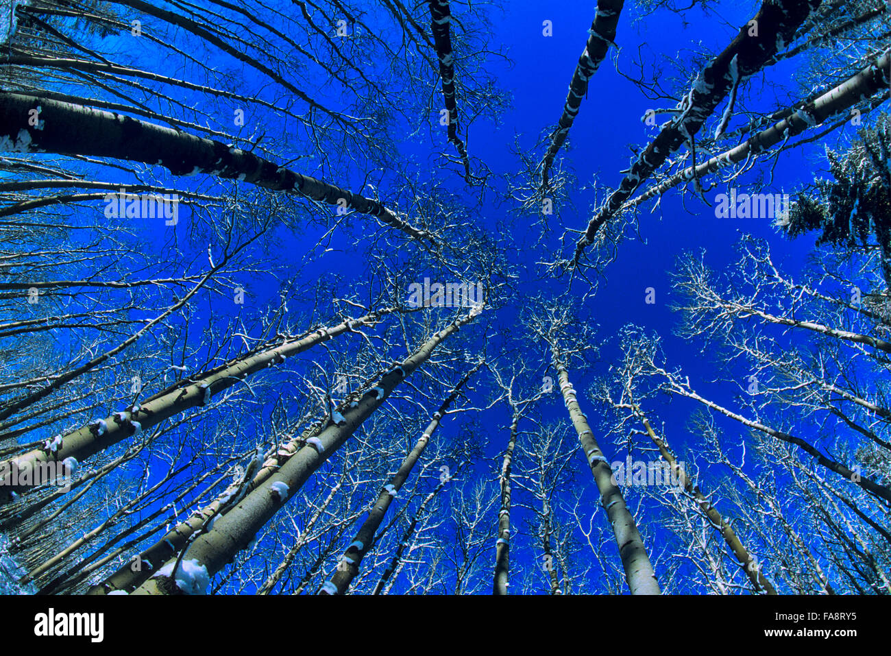 Jasper nat hi-res stock photography and images - Alamy