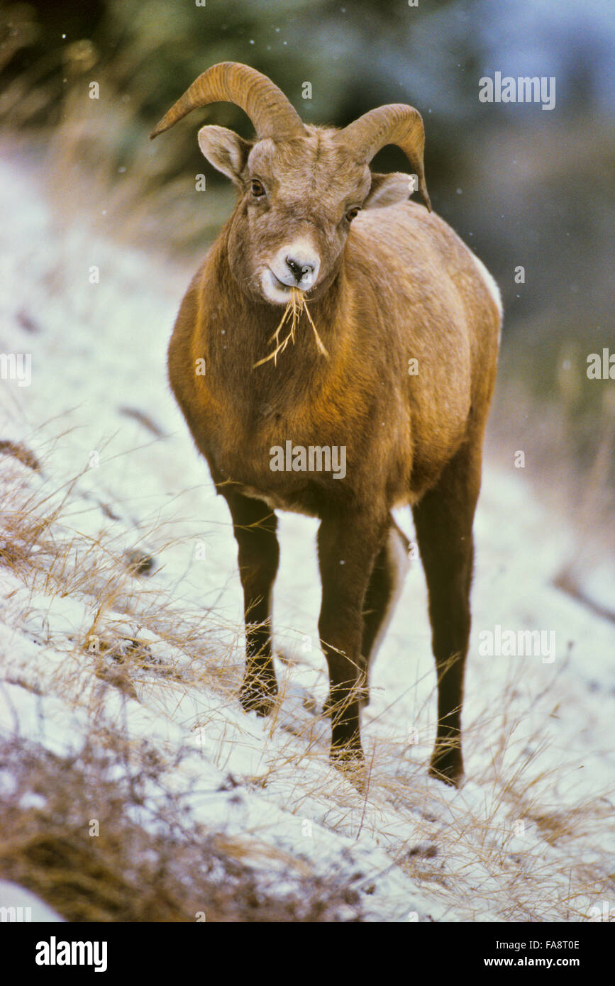 Mountain Sheep, Jasper National Park Stock Photo - Alamy