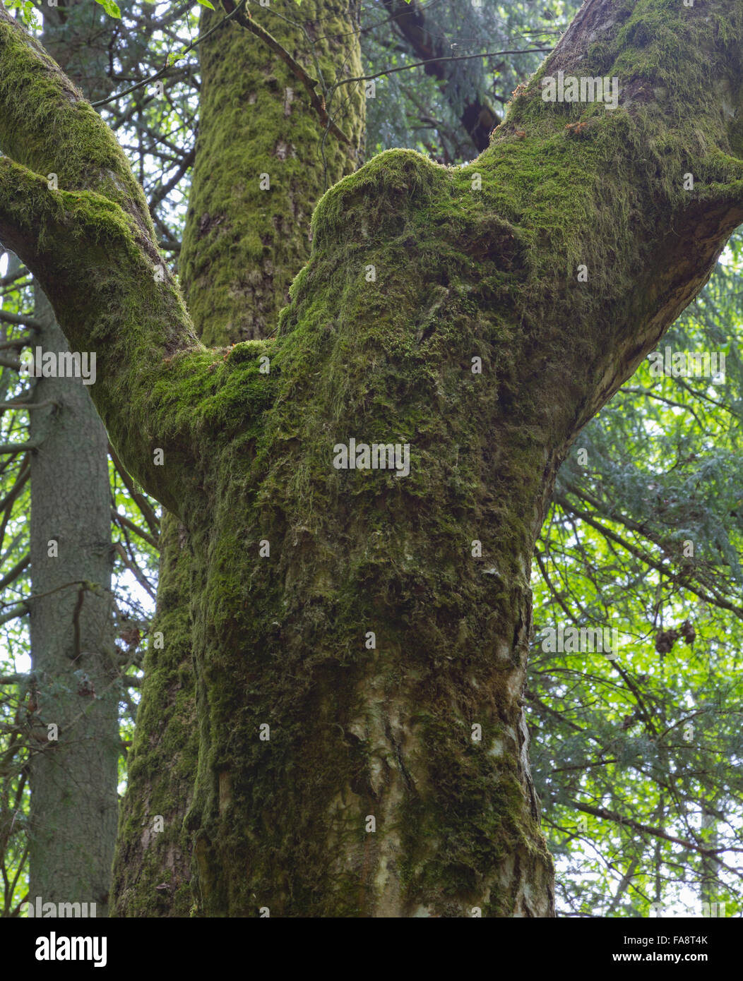 Old hornbeam tree trunk human shape moss wrapped Stock Photo - Alamy