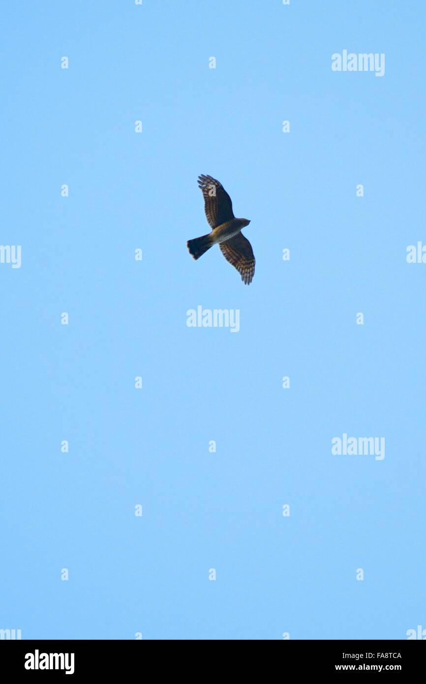 Sparrowhawk, Accipiter nisus in flight, Wales, UK Stock Photo - Alamy