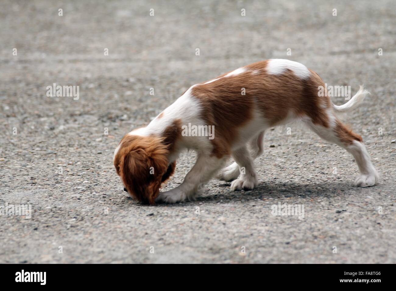 Springer Spaniel Dachshund Mix