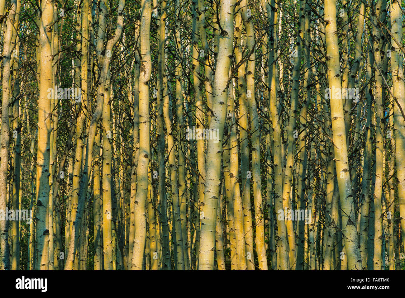 Forest in Jasper National Park, Canada Stock Photo - Alamy