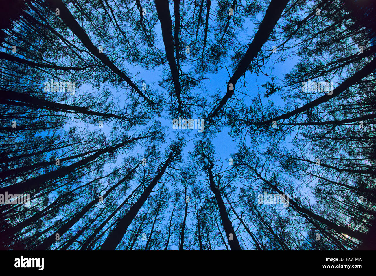 Forest in Jasper National Park, Canada Stock Photo - Alamy