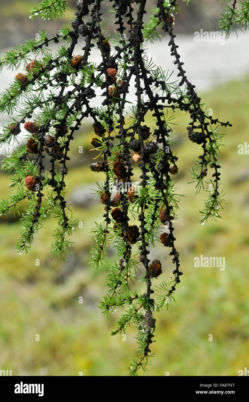 Oymyakon yakutia russia siberia hi-res stock photography and images - Alamy