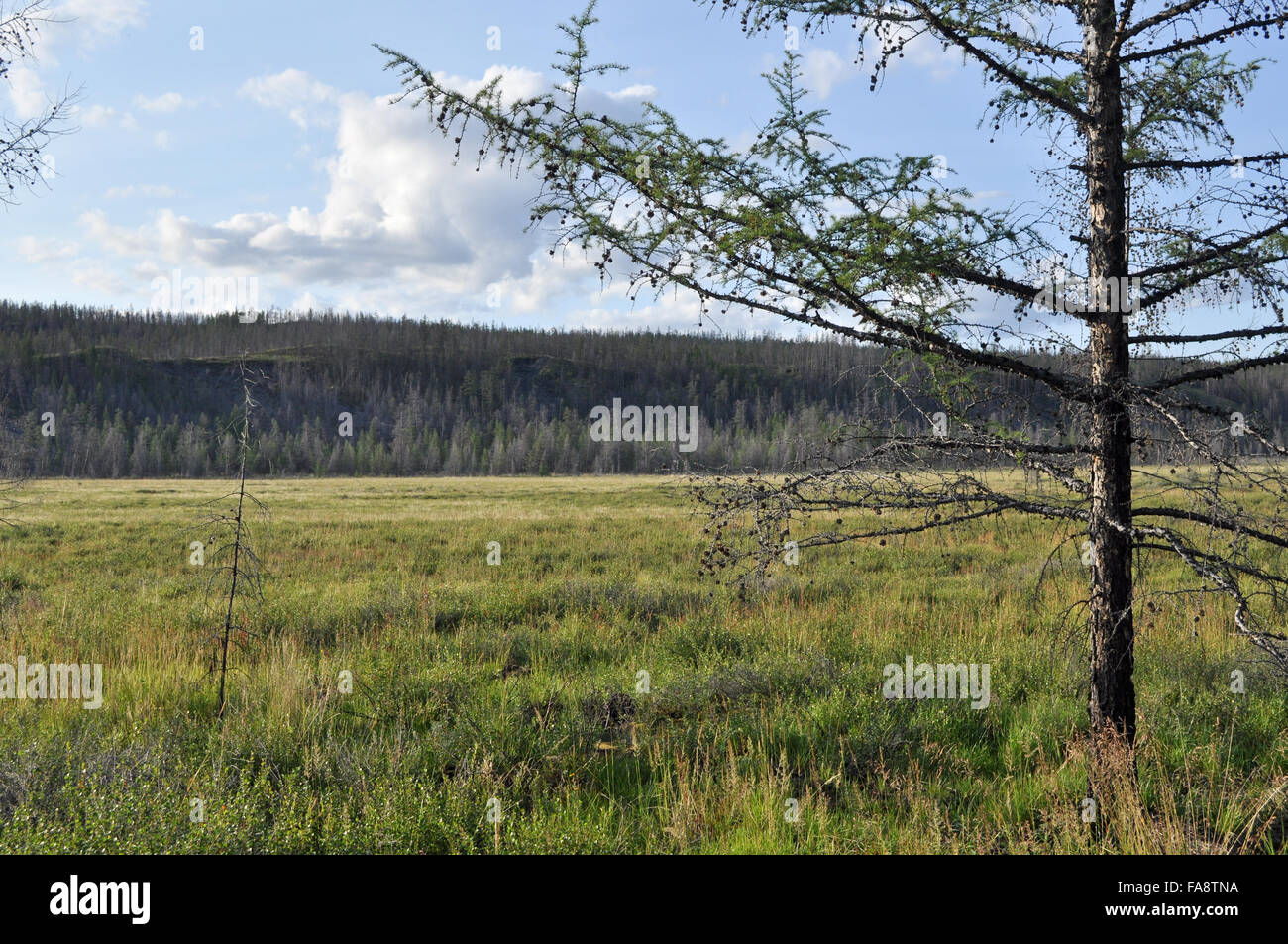 Northern landscape. Swampy plain under the blue sky with rare trees and ...
