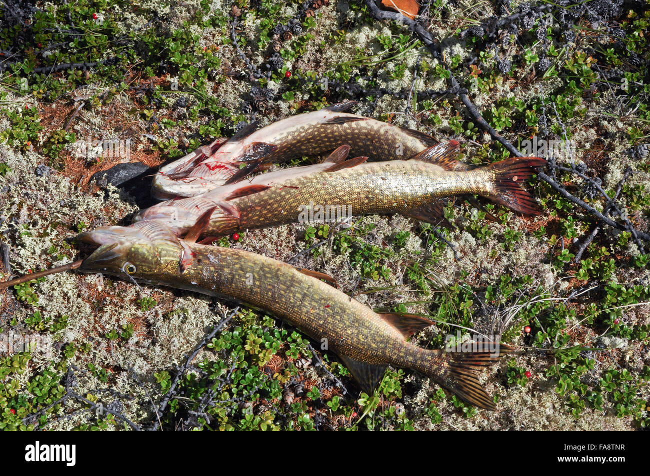 Three pike hi-res stock photography and images - Alamy