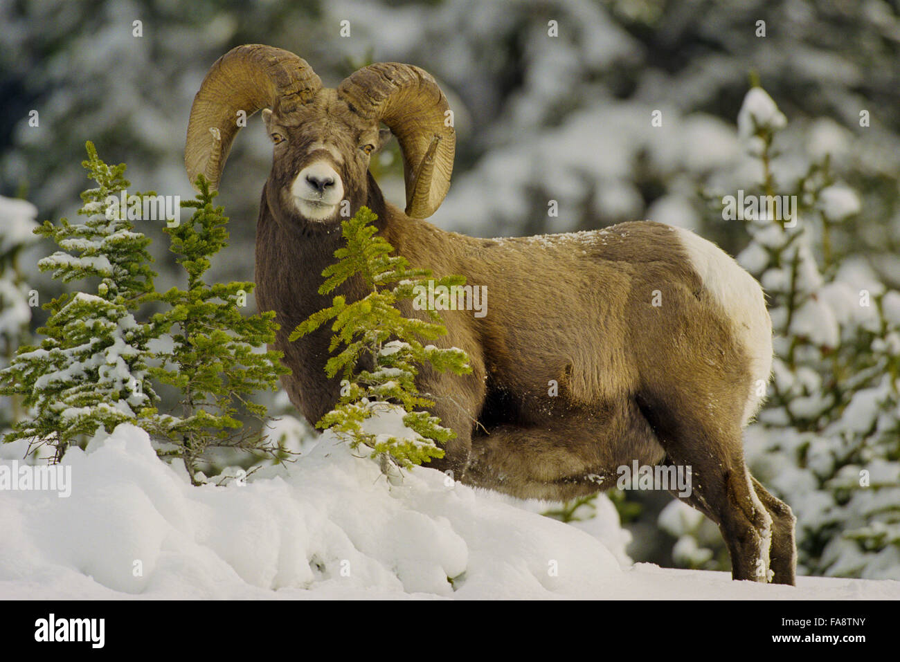 Mountain Sheep in Jasper National Park, Canada Stock Photo - Alamy
