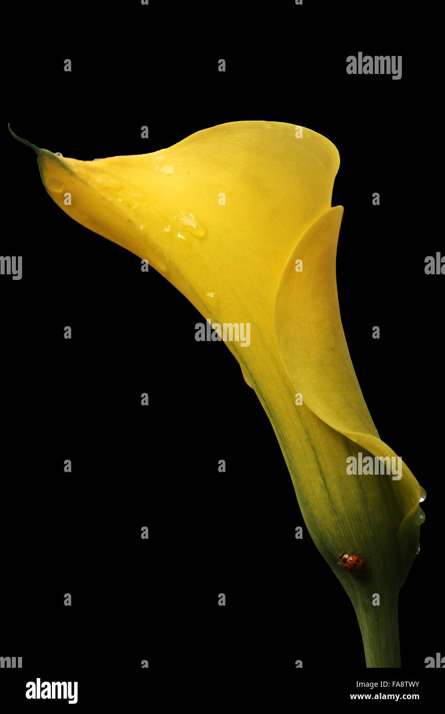 a single yellow arum lily on dark background (Zantedeschia aethiopica ...