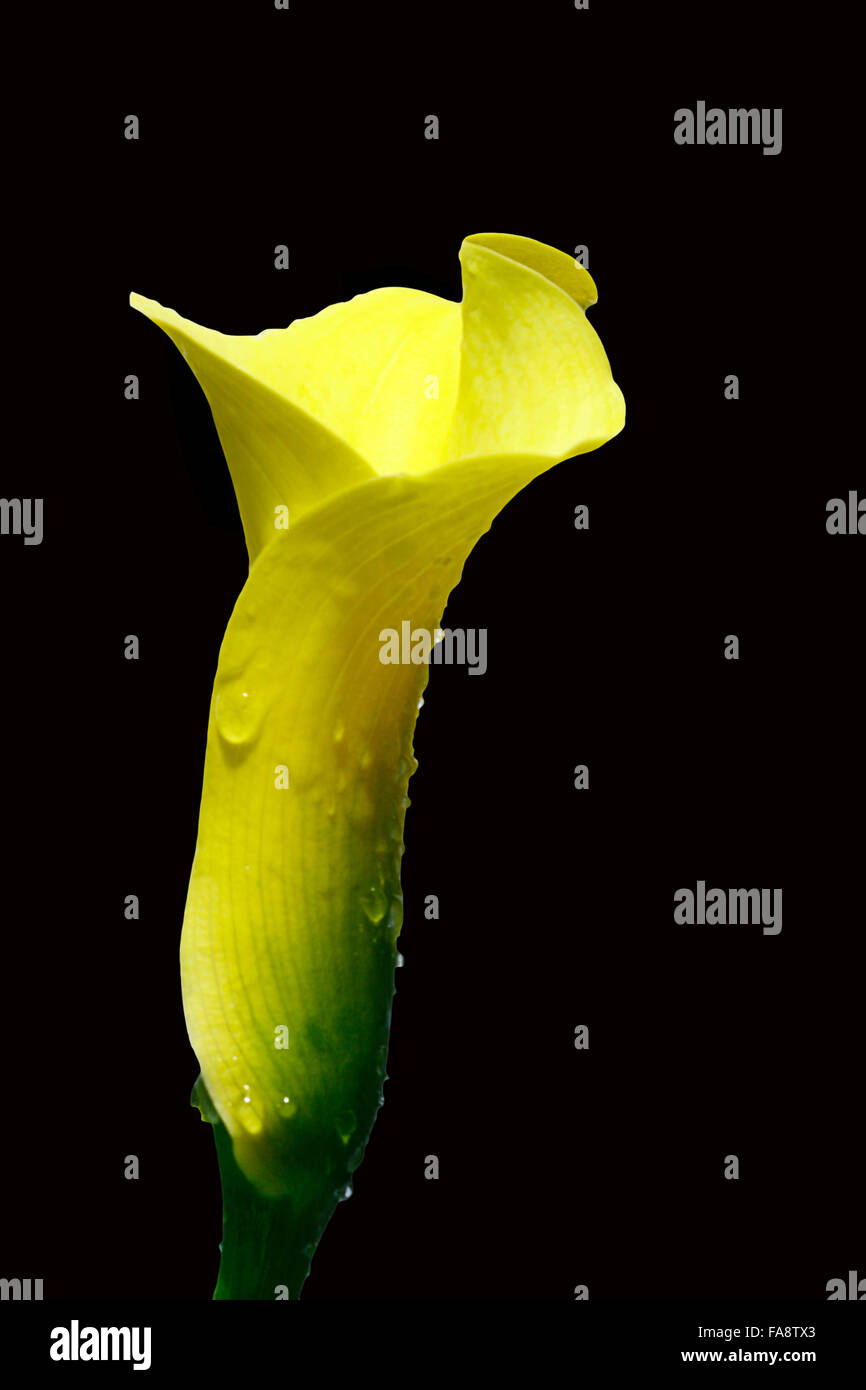 a yellow arum lily on black background Stock Photo - Alamy