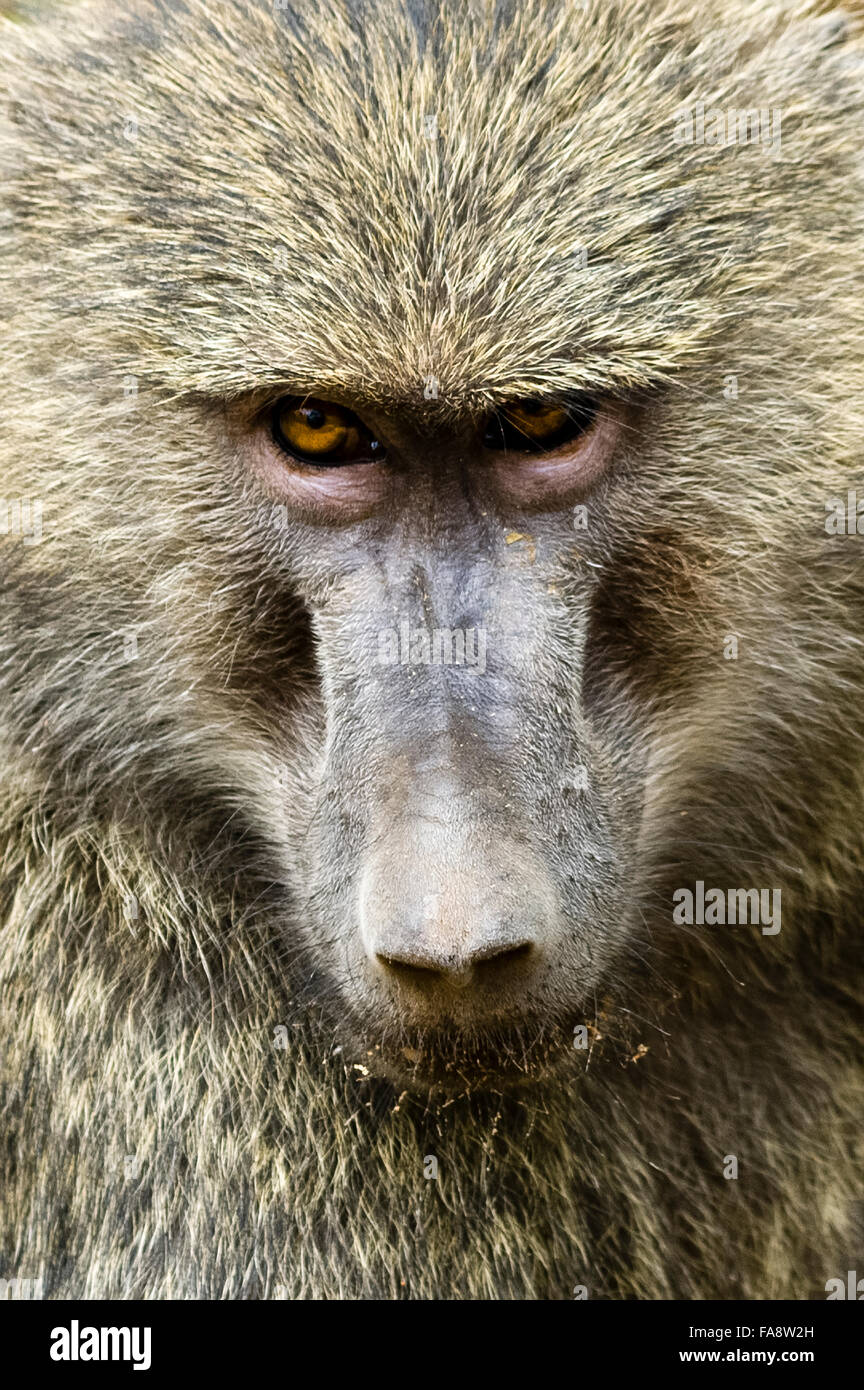 Primates wildlife hi-res stock photography and images - Alamy