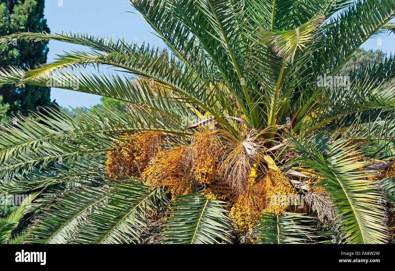 palm trees in Monserrato park in Sassari, Sardinia Stock Photo - Alamy