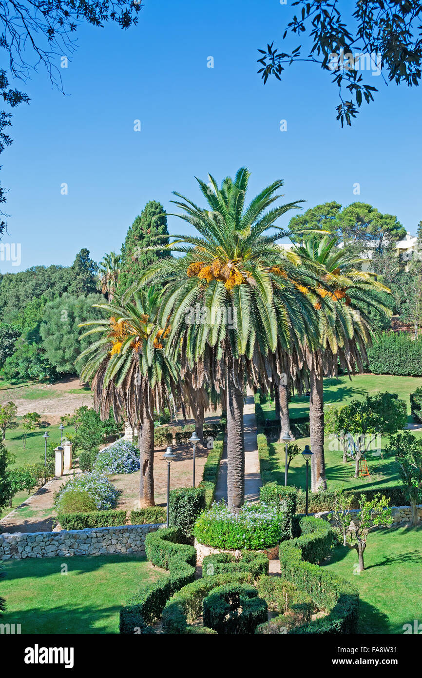palm trees in Monserrato park in Sassari, Sardinia Stock Photo - Alamy