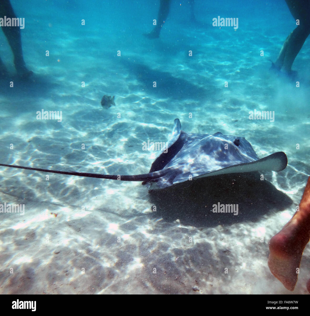 Swimming with friendly stingrays in Moorea, French Polynesia Stock ...
