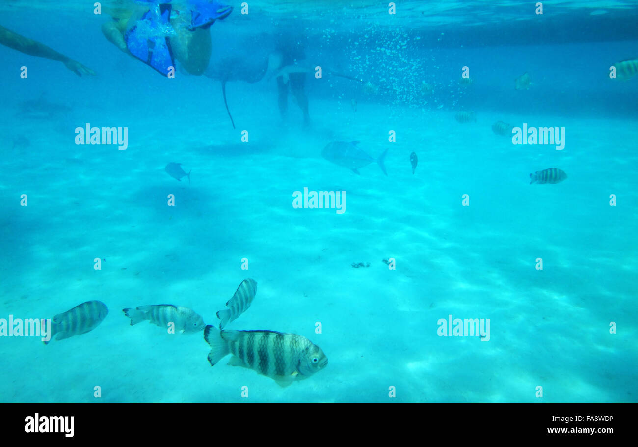 Lagoon life hi-res stock photography and images - Alamy