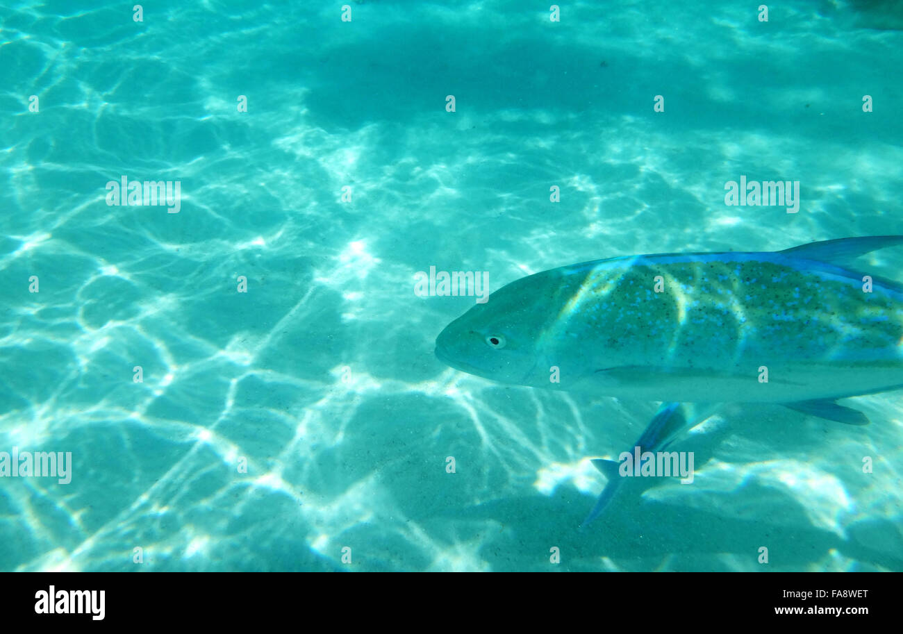 Marine life on the sandbank in the lagoon of Moorea, French Polynesia ...