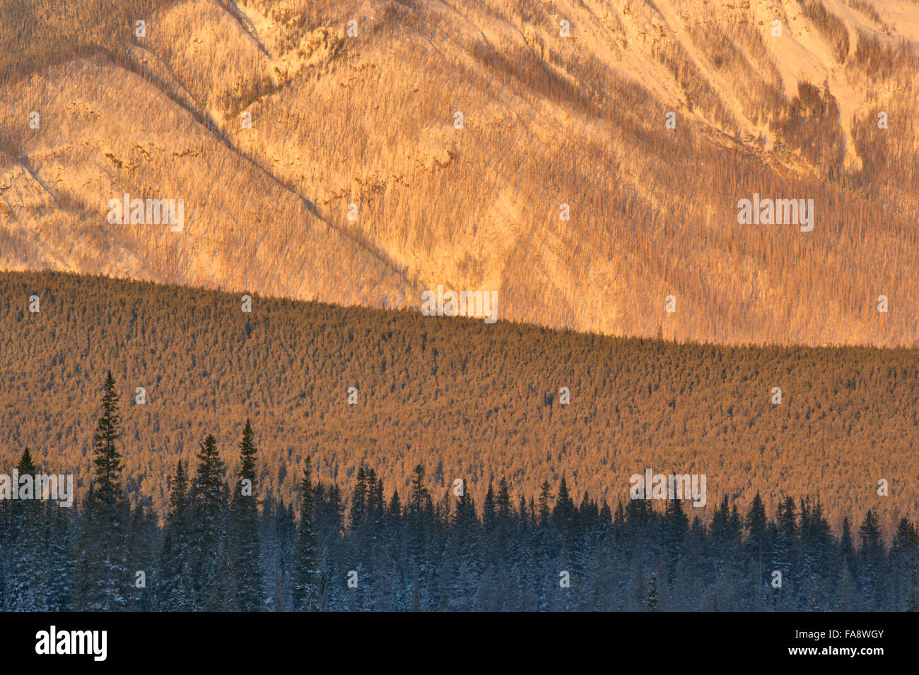 Winter in Jasper National Park, Canada Stock Photo - Alamy