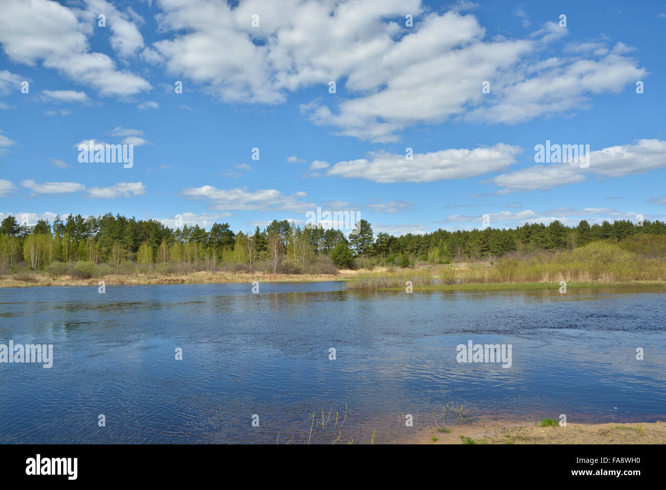 Sunny day at the spring river. Spring landscape, river in the national ...