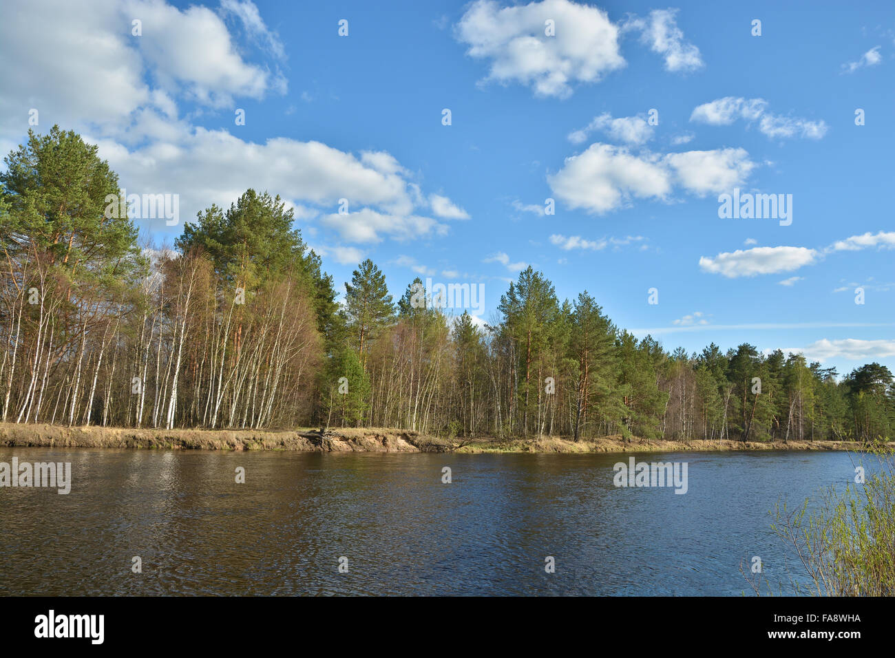 Sunny day at the spring river. Spring landscape, river in the national ...