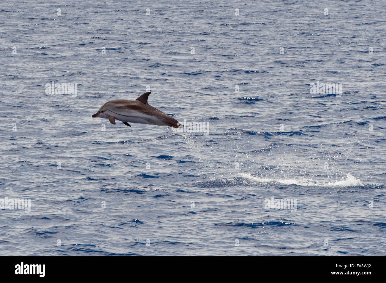 Striped Dolphin, Stenella coeruleoalba, breaching high in the air ...