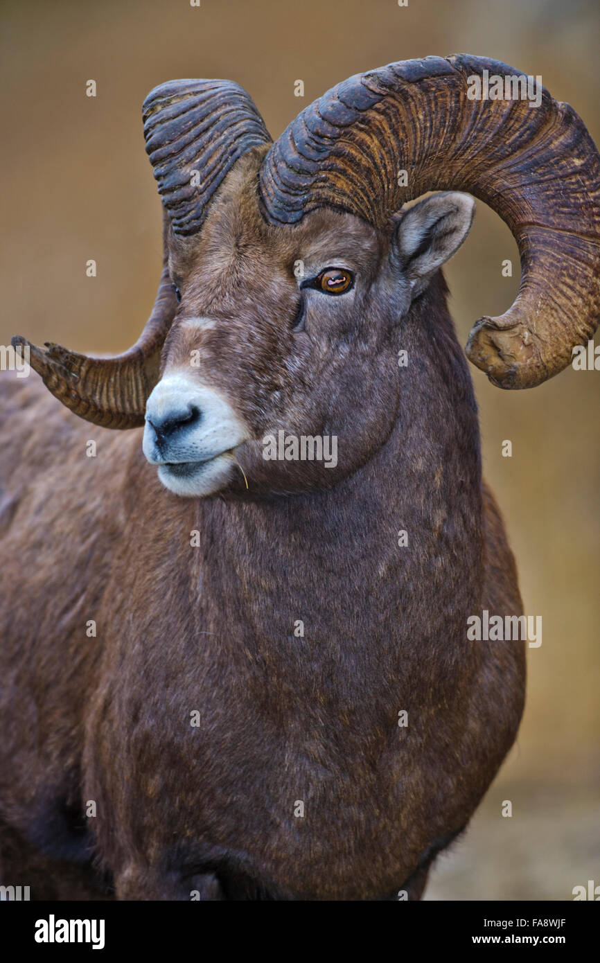 Mountain Sheep in Jasper National Park, Canada Stock Photo - Alamy