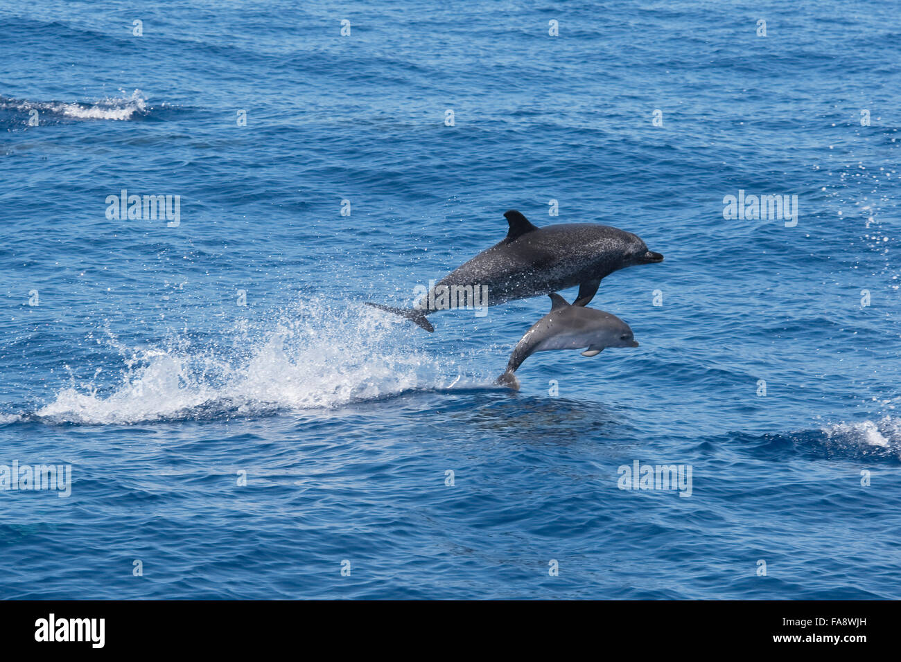 Atlantic Spotted Dolphins (Stenella frontalis) adult Female and calf ...