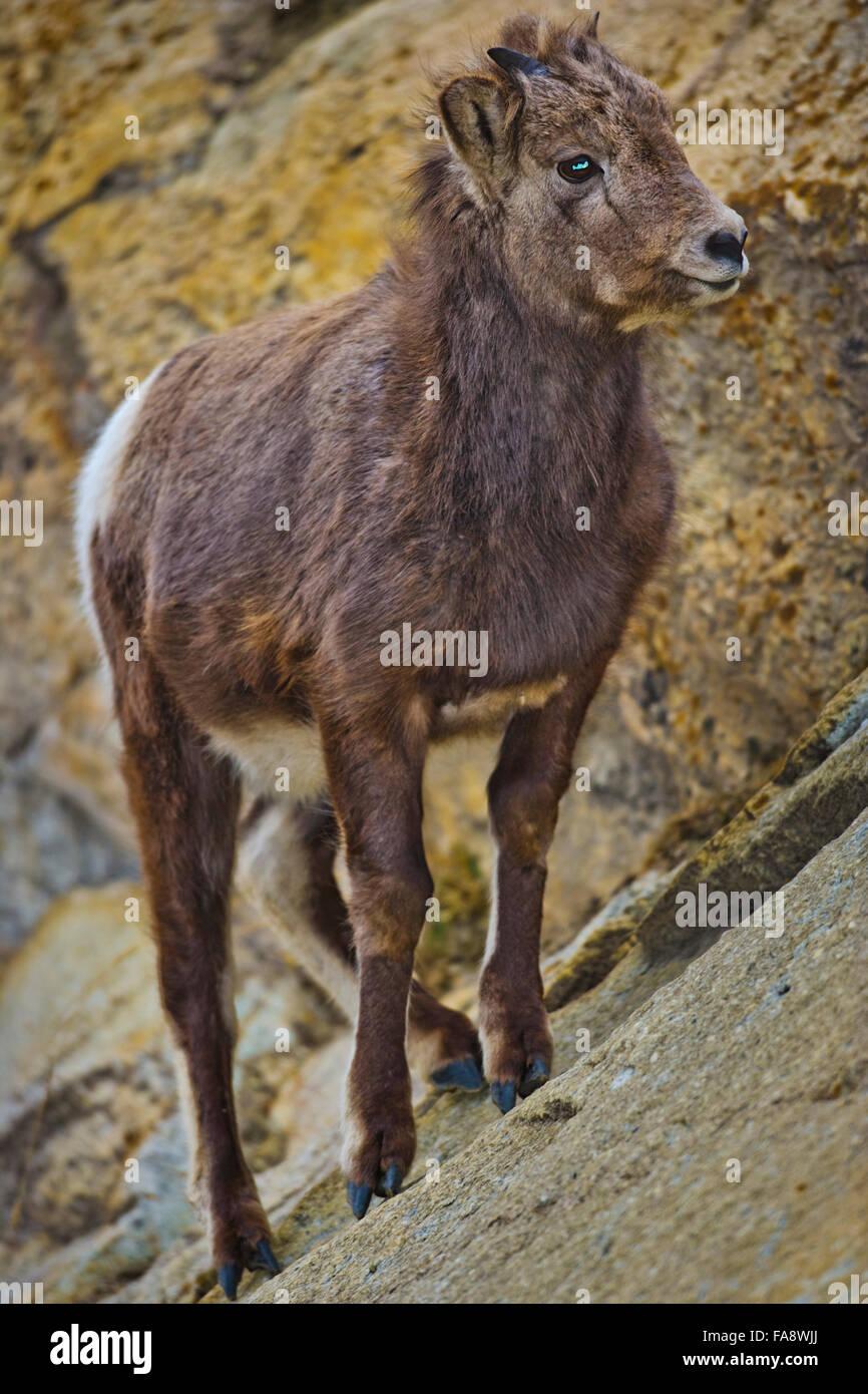 Mountain Sheep in Jasper National Park, Canada Stock Photo - Alamy