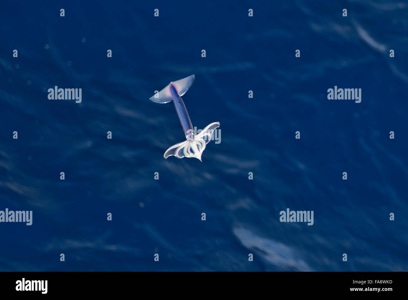 Ommastrephes bartramii hi-res stock photography and images - Alamy